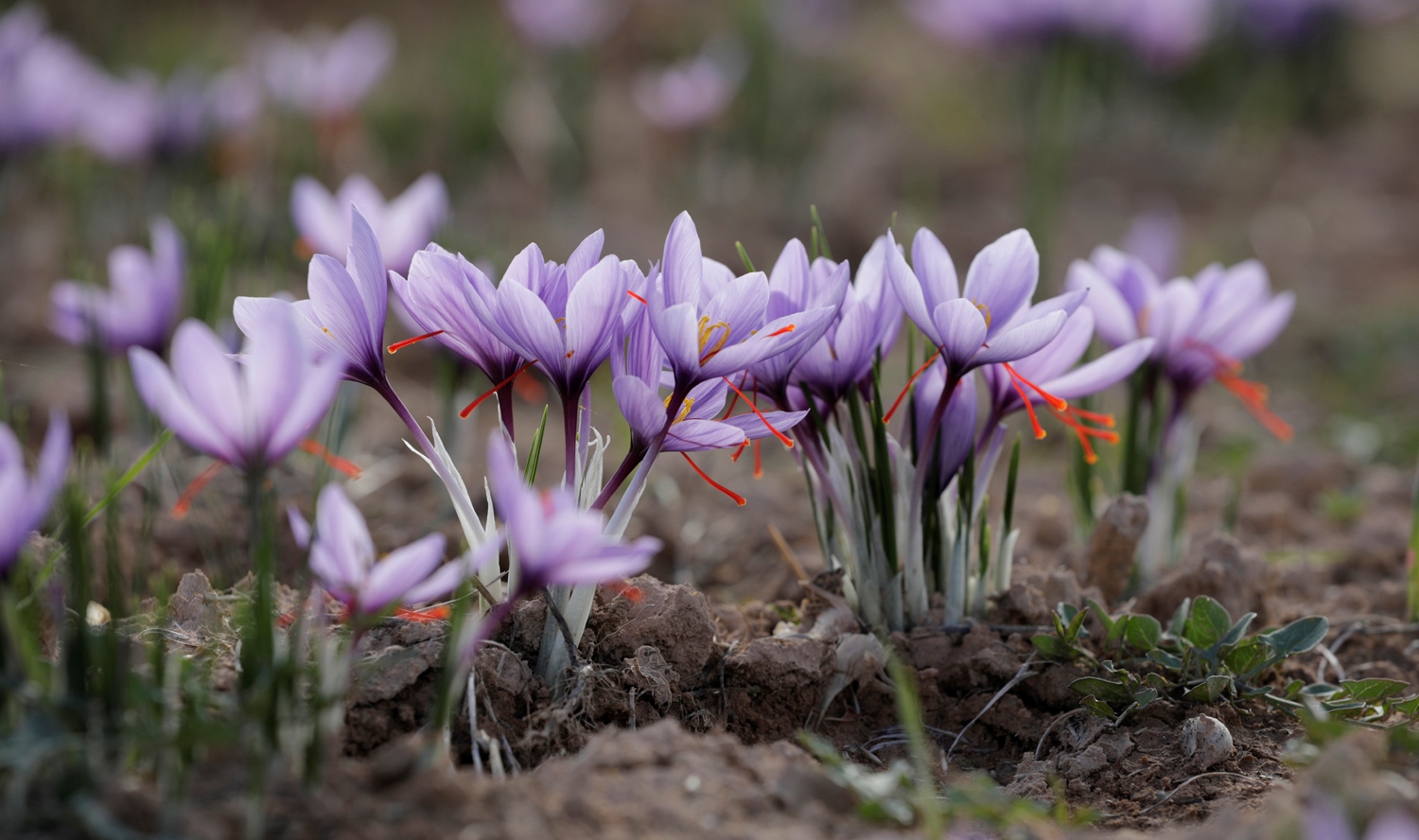 LXIII Fiesta Rosa del Azafrán 2025. PROGRAMACIÓN - Ayuntamiento de ...